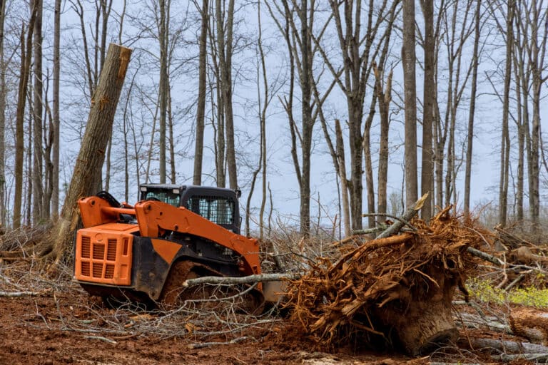 What Is the Main Purpose of Clearing a Plot of Land